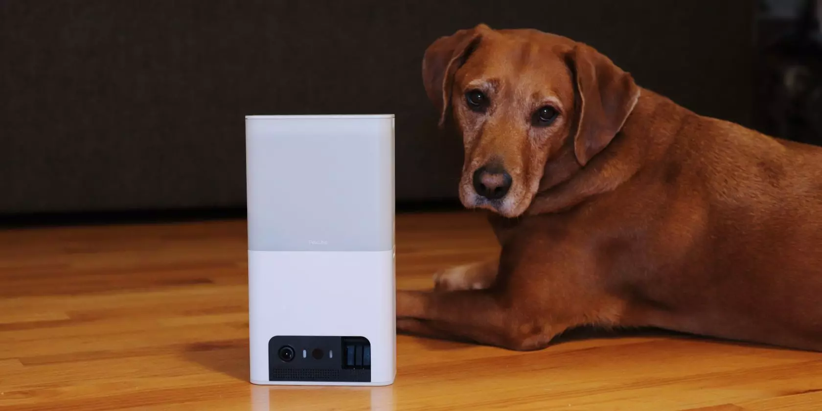 Recenzia Petcube Bites 2 Lite: Nekupujte si fotoaparát pre domáce zvieratá, kým si neprečítate toto