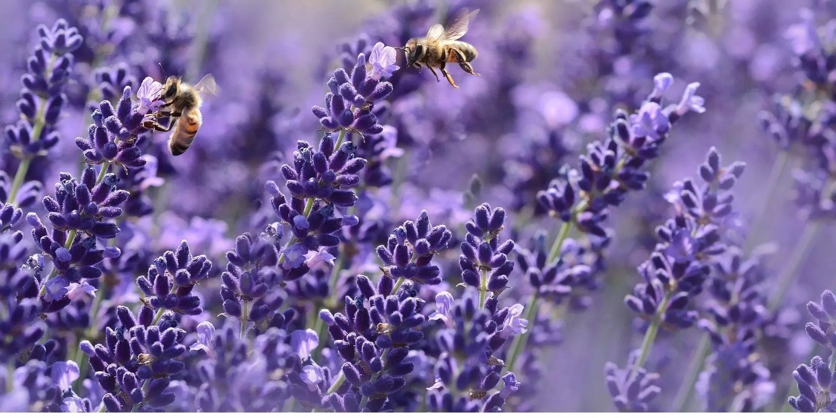 De 5 bästa apparna på iPhone för att identifiera buggar och insekter