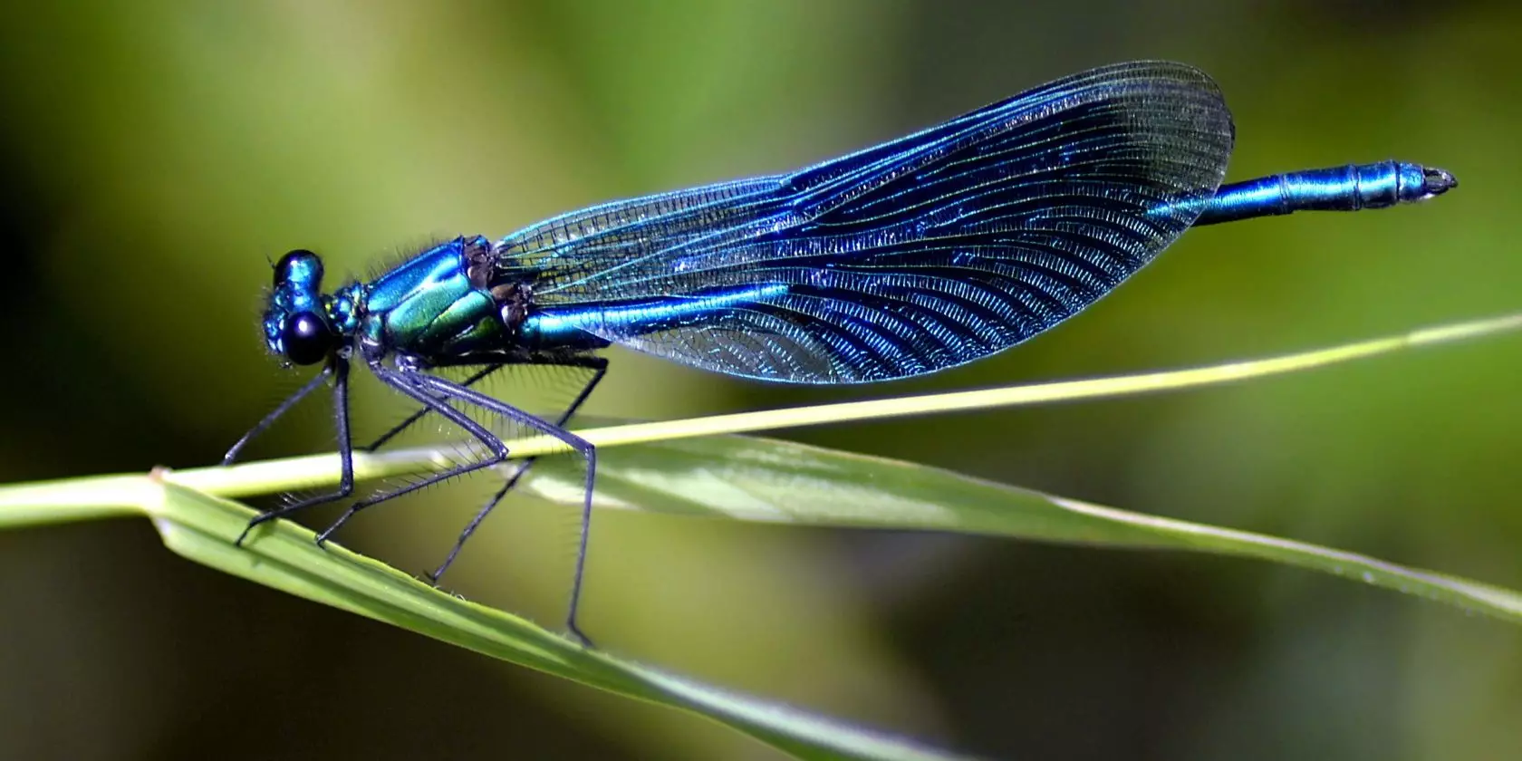 Čo je DragonFly BSD? Vysvetlenie pokročilého variantu BSD