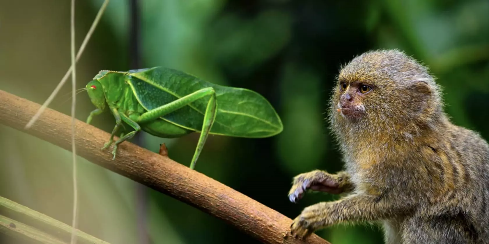 3 nuevos documentales sobre la naturaleza llegarán a Apple TV+