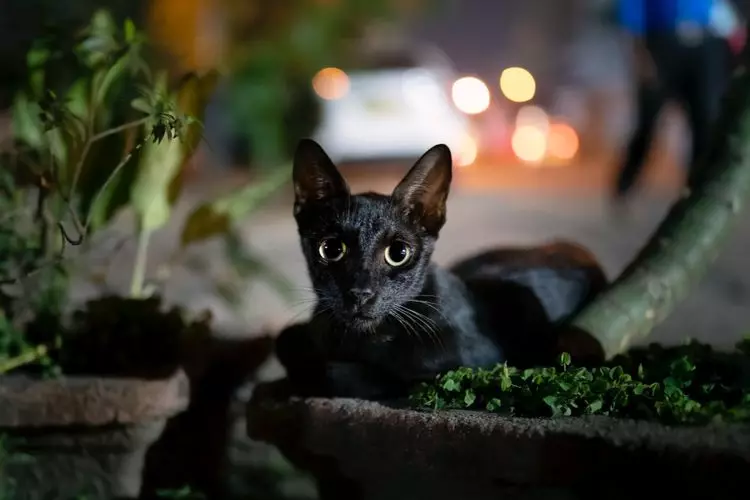 Çfarë është kompensimi i ekspozimit në fotografi? Si dhe kur ta përdorni 5915_6